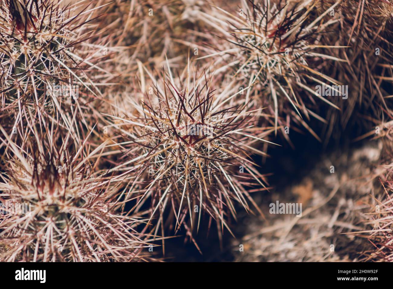 Cactus with multiple spikes in the desert Stock Photo - Alamy