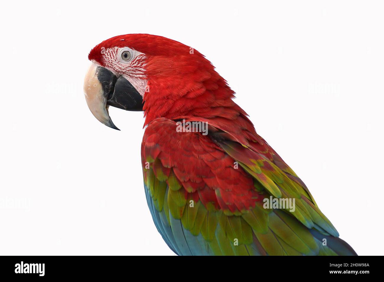 photo of a macaw parrot Stock Photo - Alamy