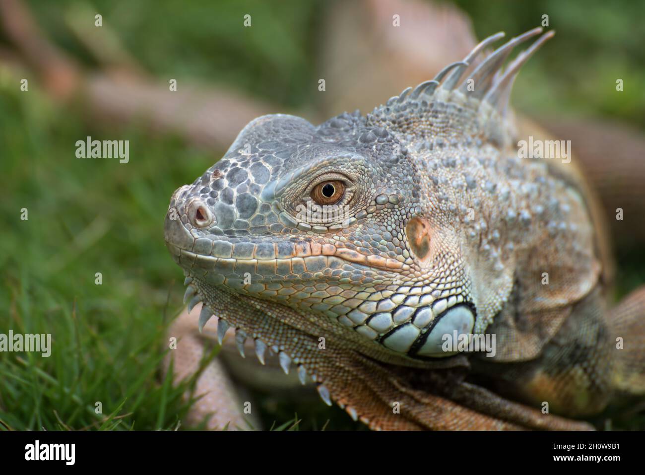 Wild tropical iguana scales spikes hi-res stock photography and images ...