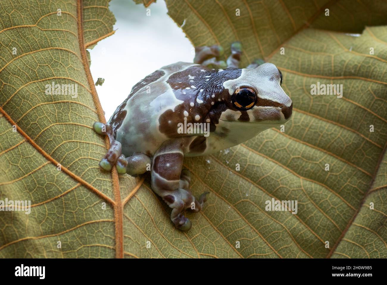 Inside a leaf hi-res stock photography and images - Alamy