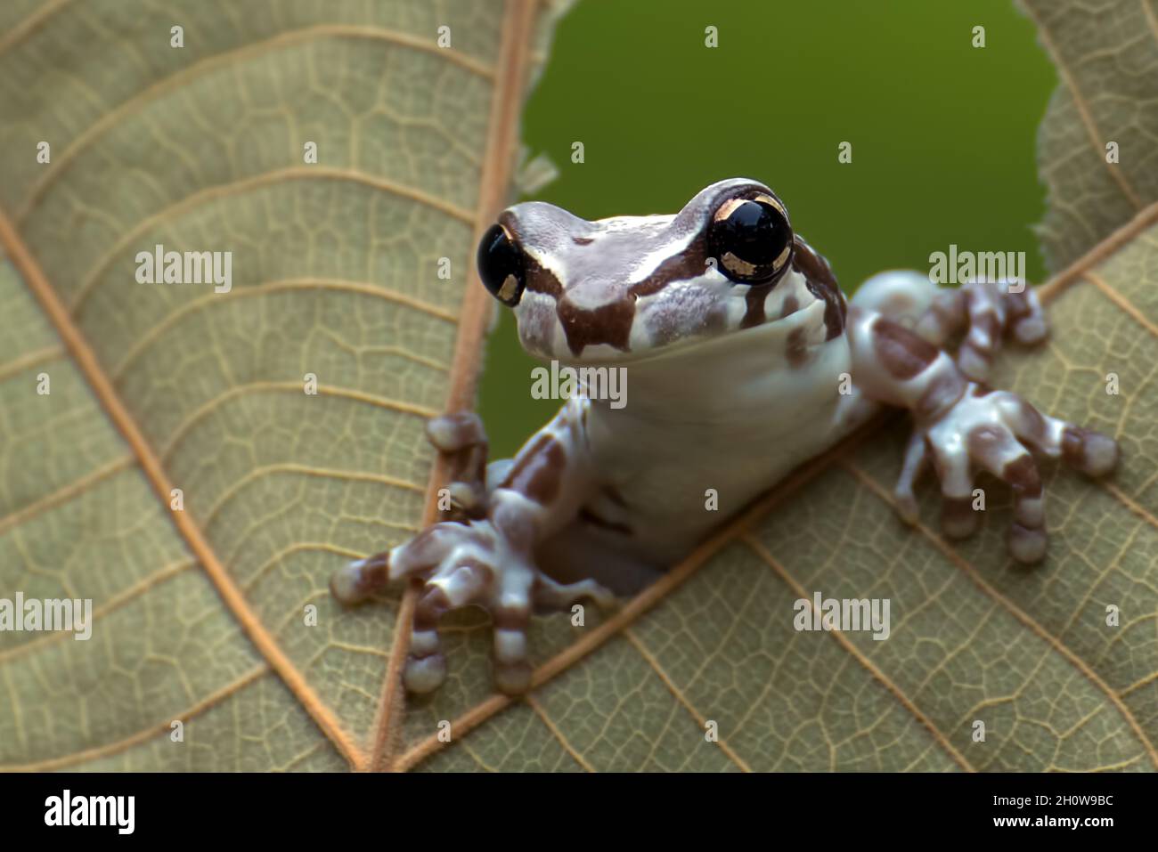 Rainforest frog illustration hi-res stock photography and images - Alamy