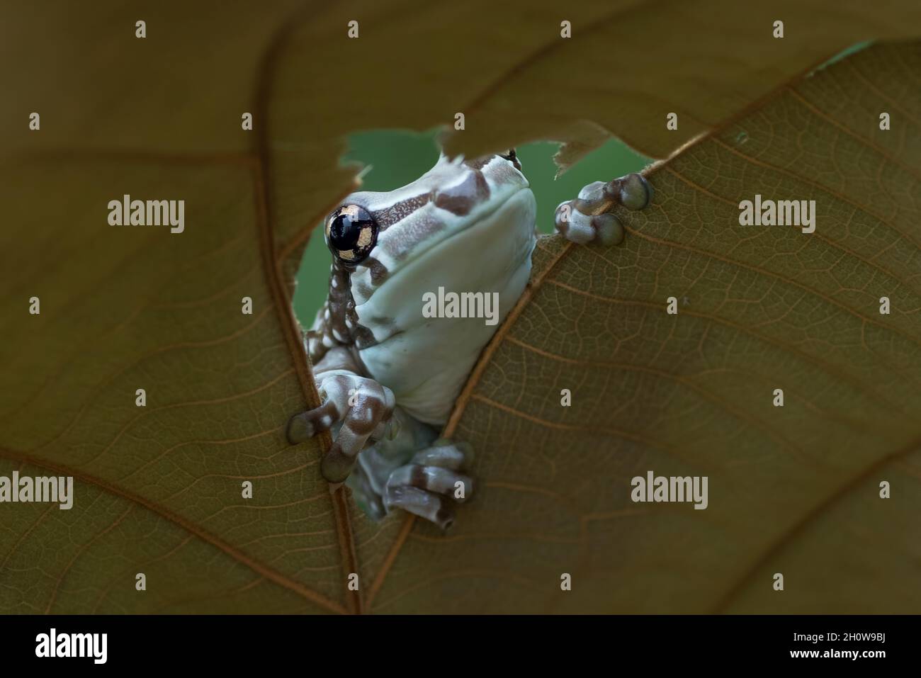 Milk frog looking through a hole inside a leaf Stock Photo - Alamy