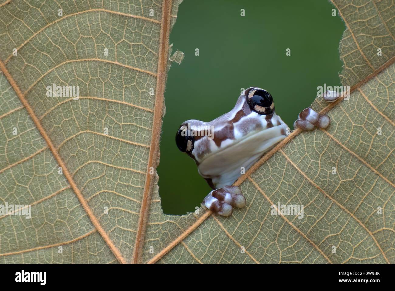 Milk frog looking through a hole inside a leaf Stock Photo - Alamy