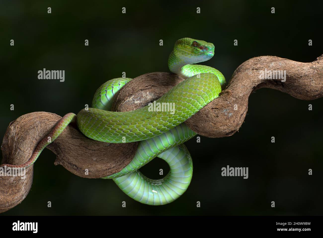 White-lipped island pit viper on the tree branch Stock Photo - Alamy