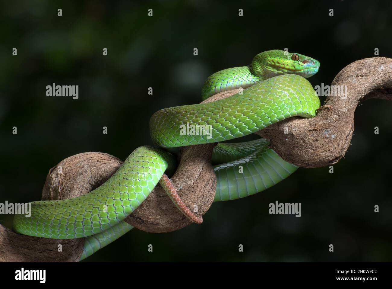 White-lipped island pit viper on the tree branch Stock Photo - Alamy