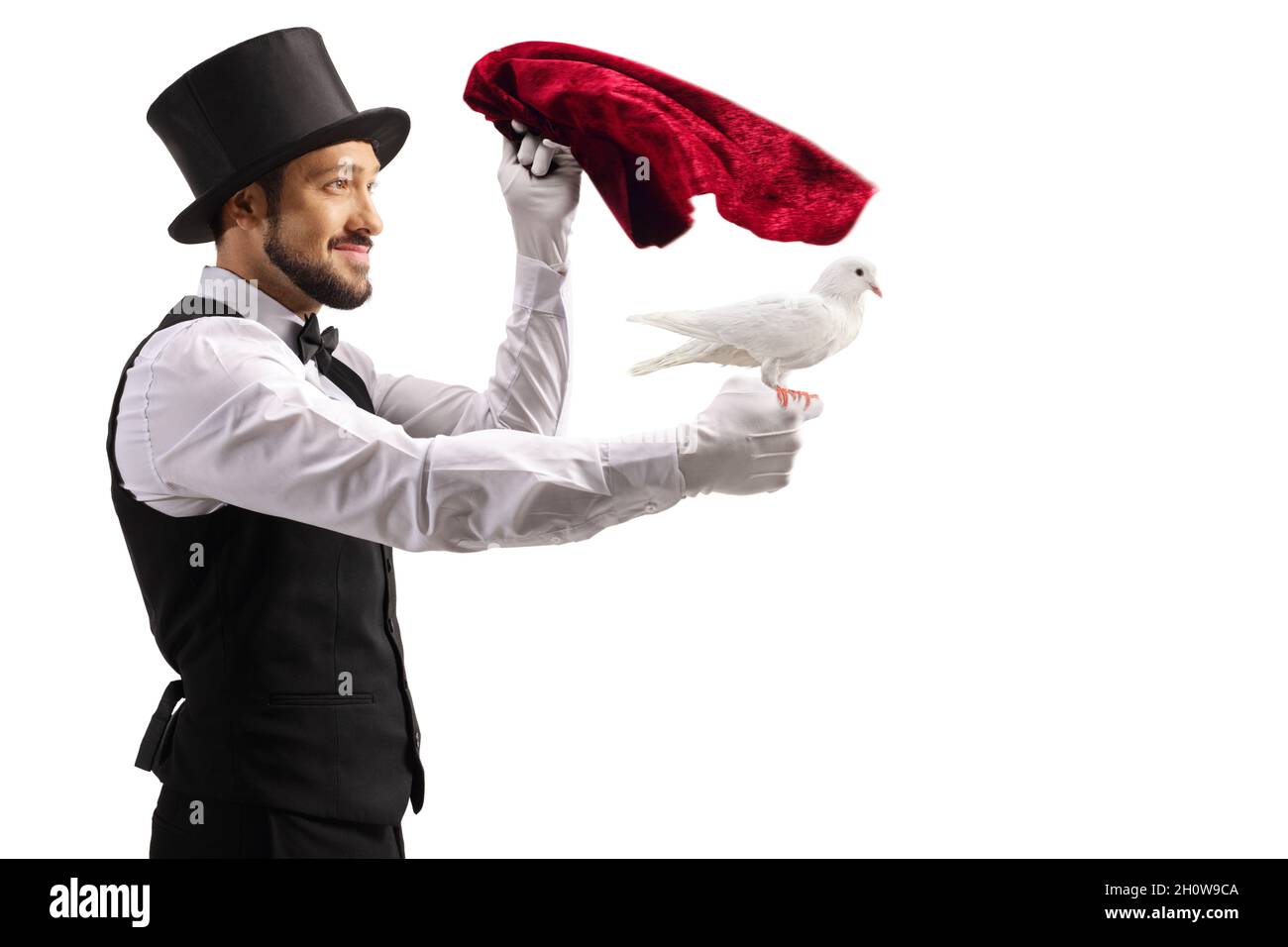 Magician performing with a white dove and a red velvet cloth isolated ...