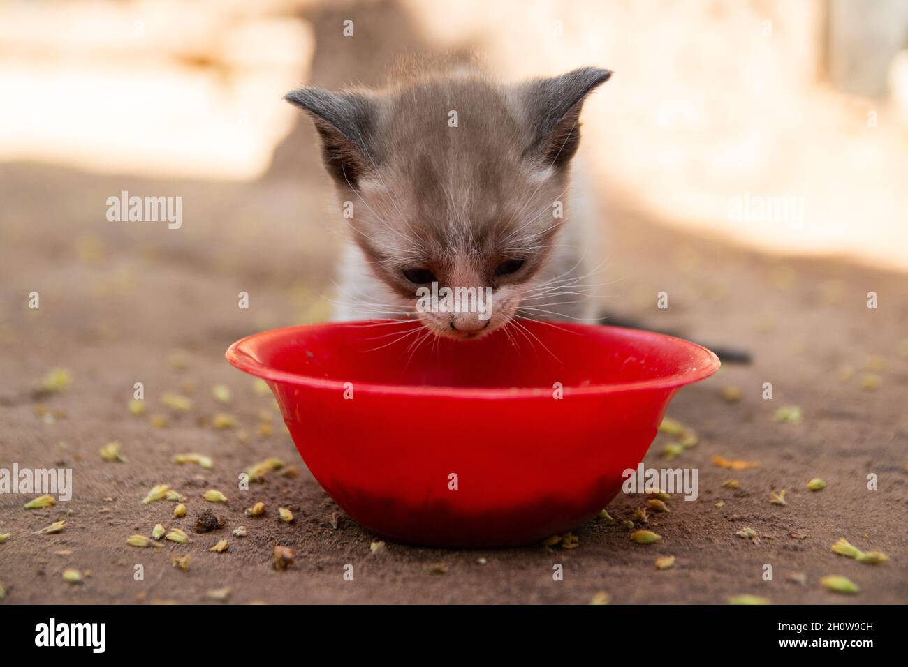 Closeup of an adorable furry kitten eating food from the plastic bowl ...