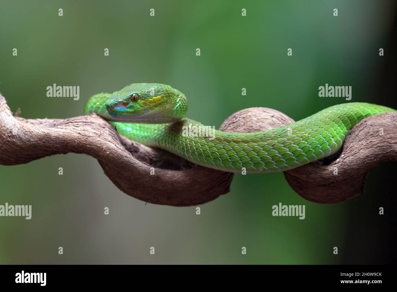 White-lipped island pit viperon the tree branch Stock Photo - Alamy