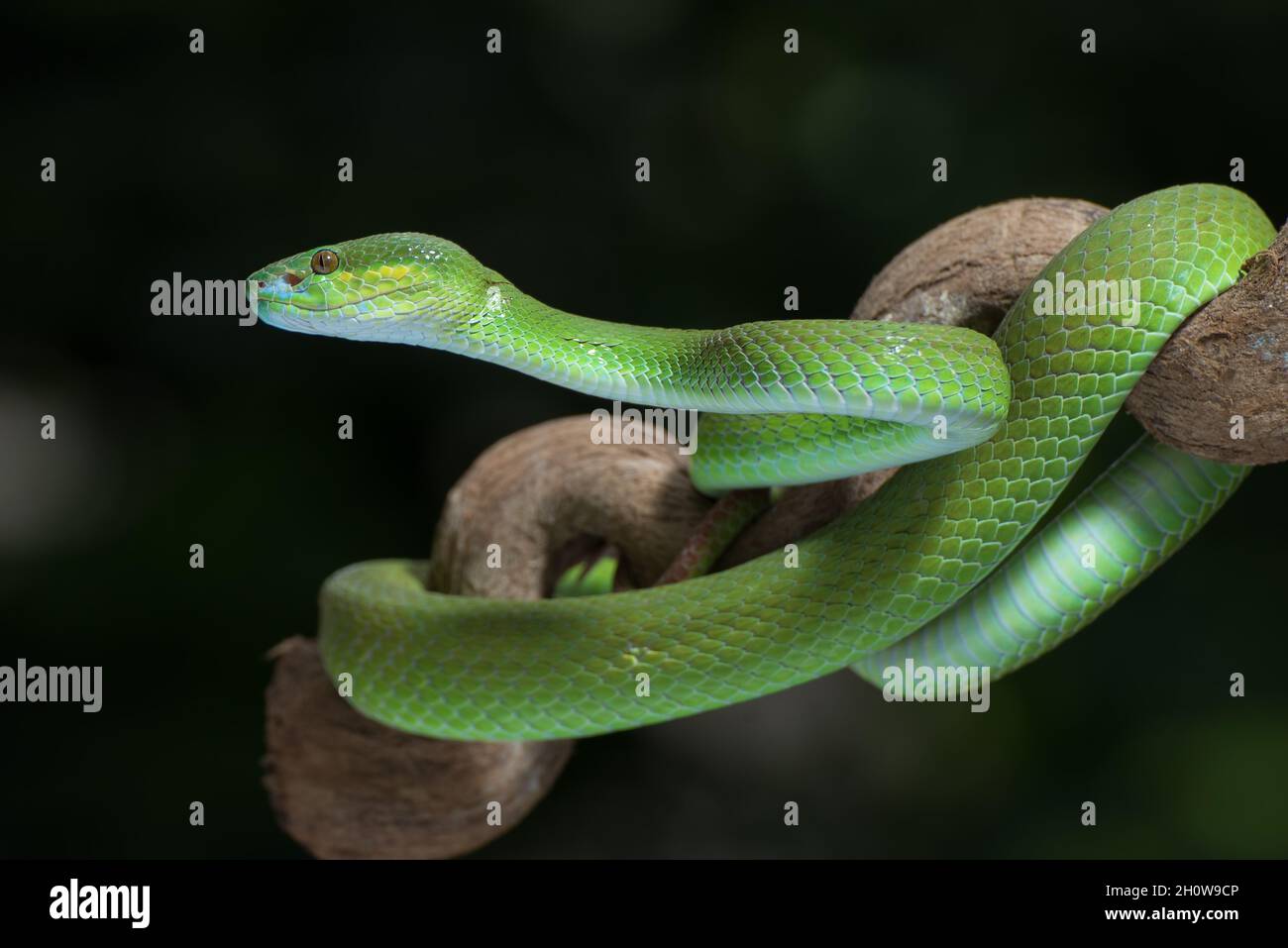 White-lipped island pit viper on the tree branch Stock Photo - Alamy