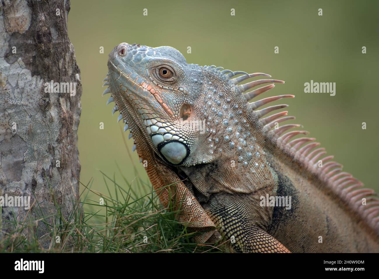 Red blue and green iguana hi-res stock photography and images - Alamy