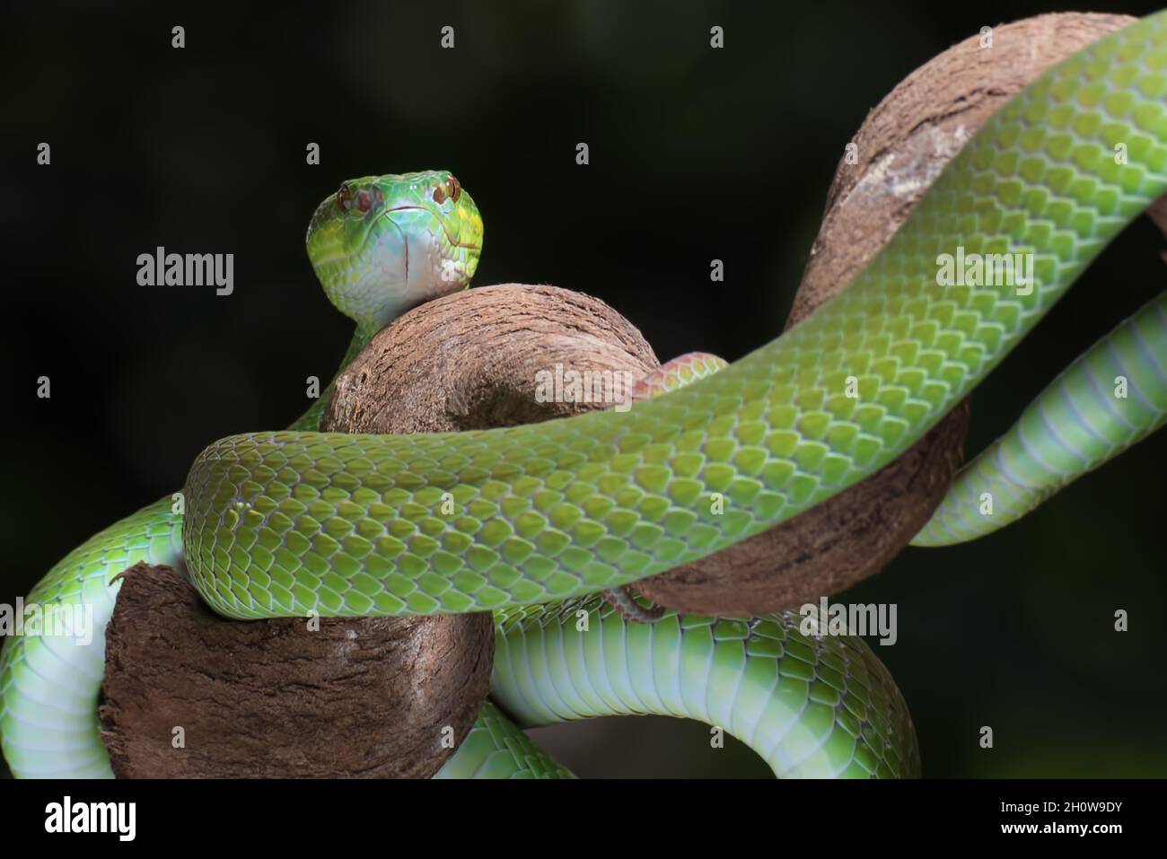 White-lipped island pit viper on the tree branch Stock Photo - Alamy