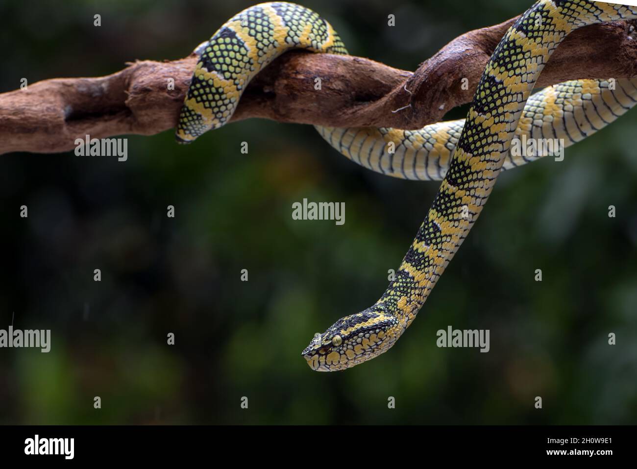Wagler pit viper hi-res stock photography and images - Alamy