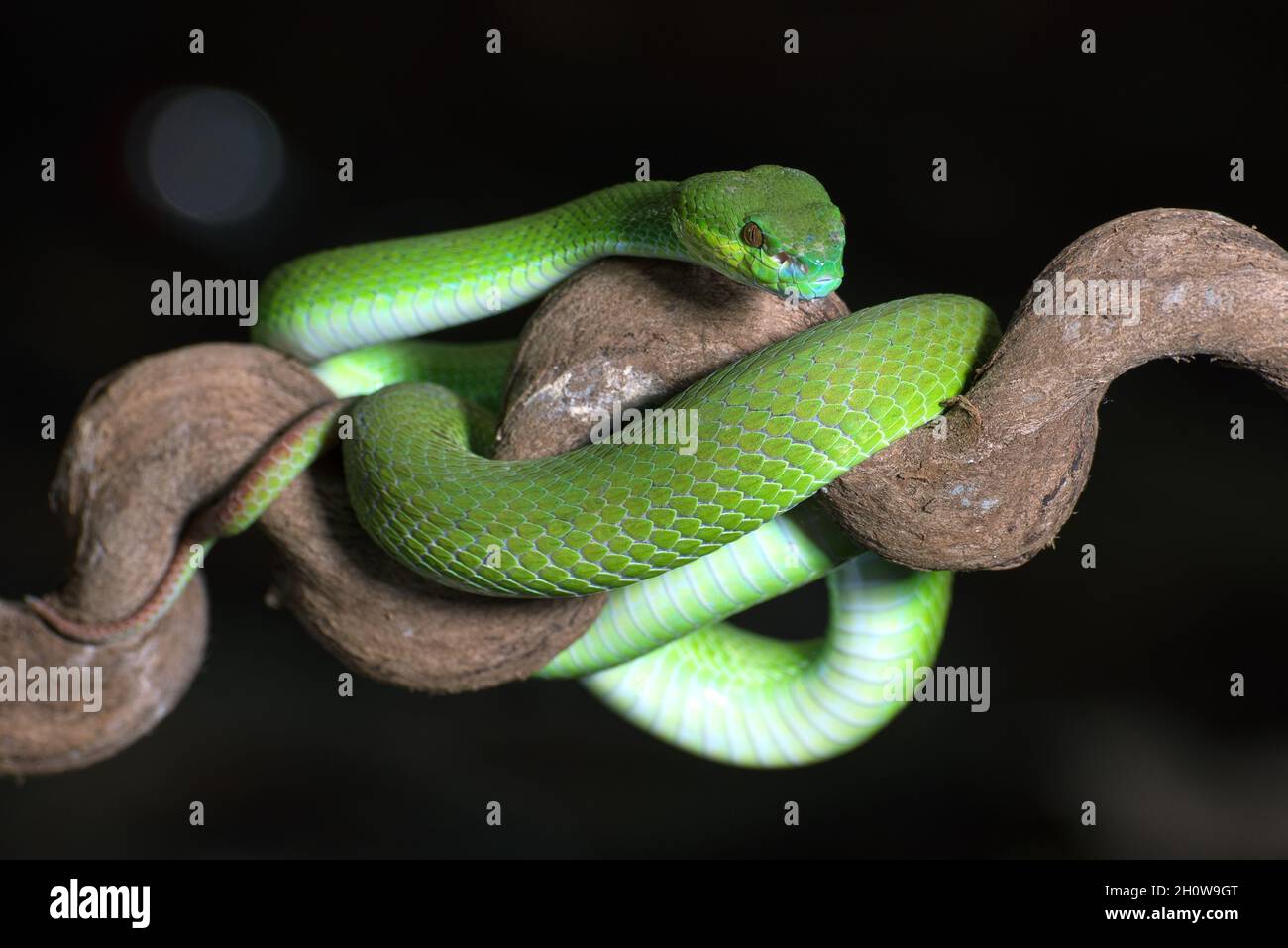 White-lipped island pit viper on the tree branch Stock Photo - Alamy