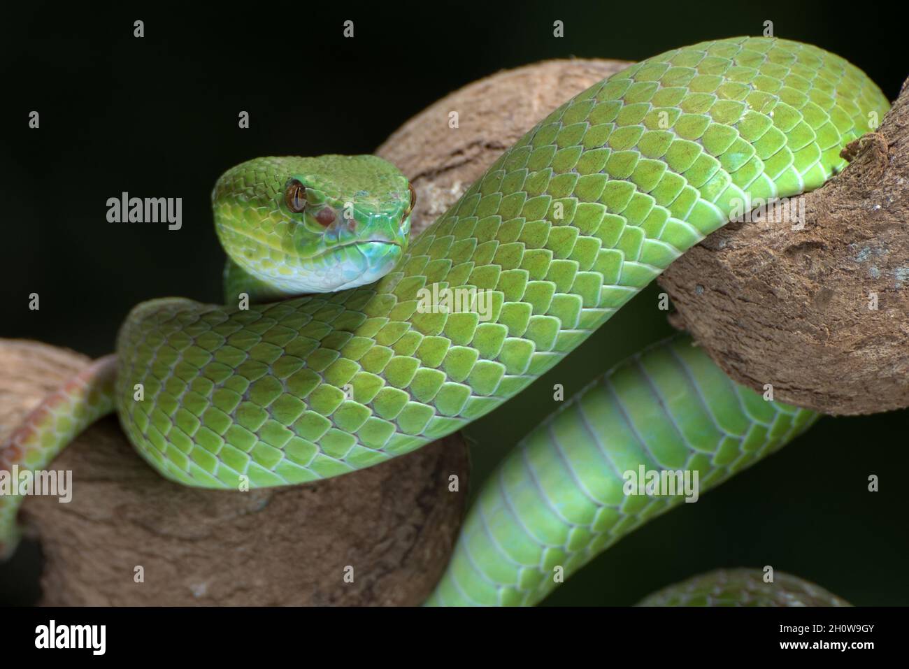 White-lipped island pit viper on the tree branch Stock Photo - Alamy