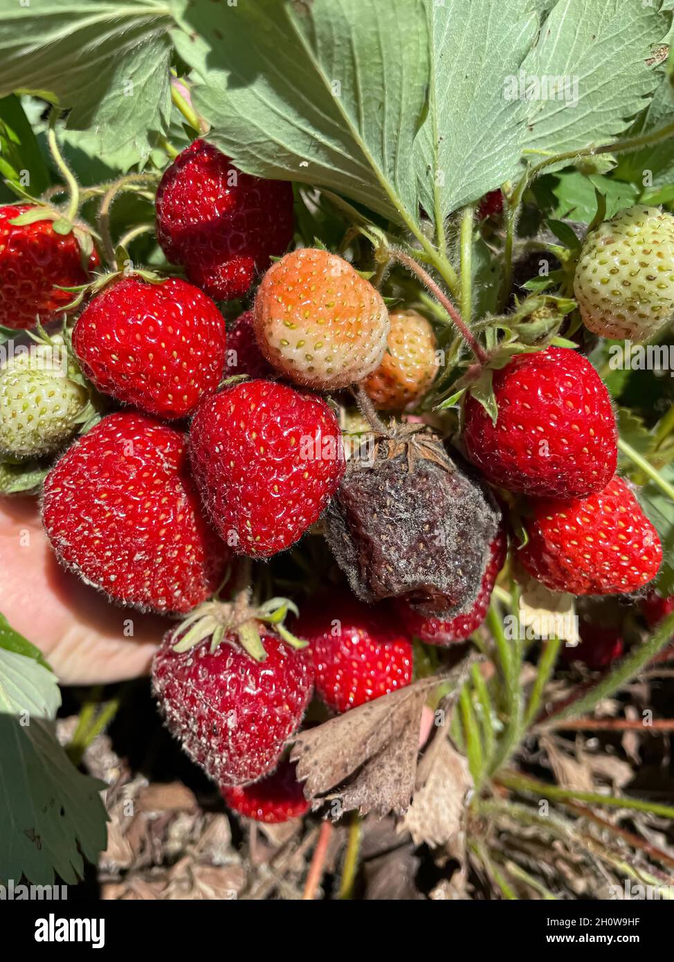 Rotten berries hi-res stock photography and images - Alamy