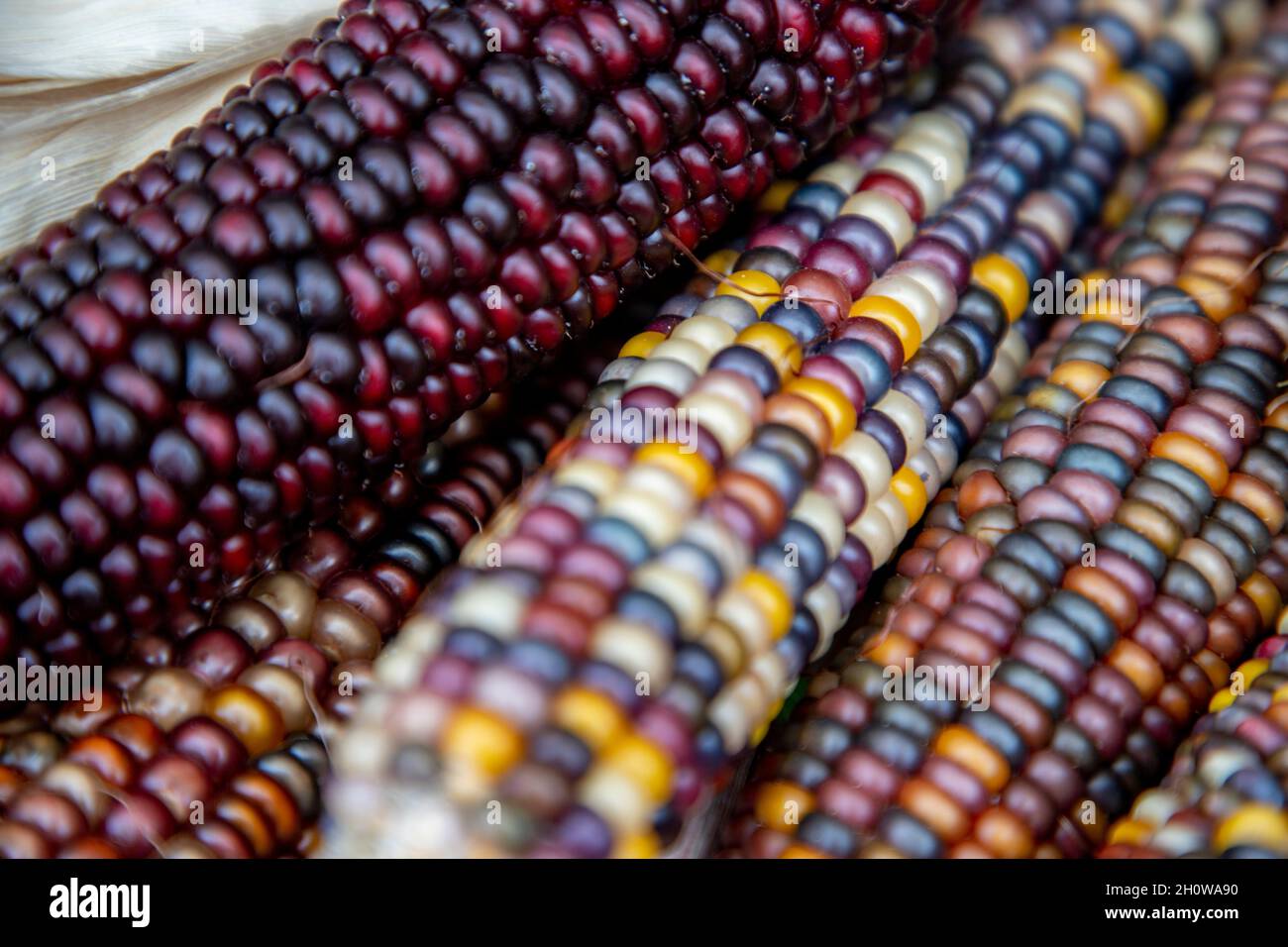 Indian Corn, with its rich array of multicolored kernels in hues of ...