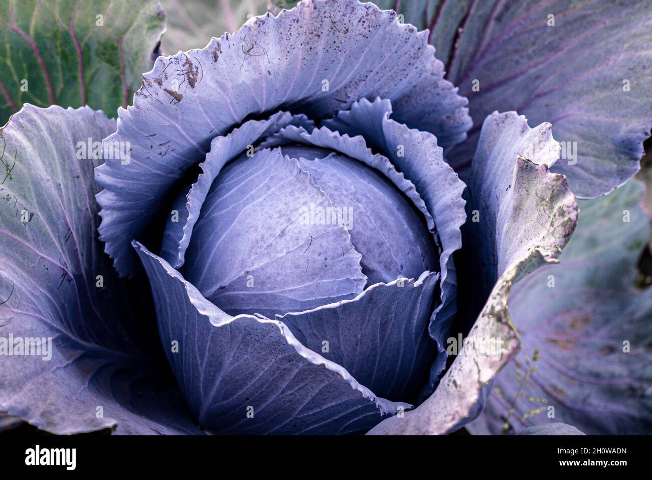 purple cabbage planted in the field, close-up Stock Photo - Alamy