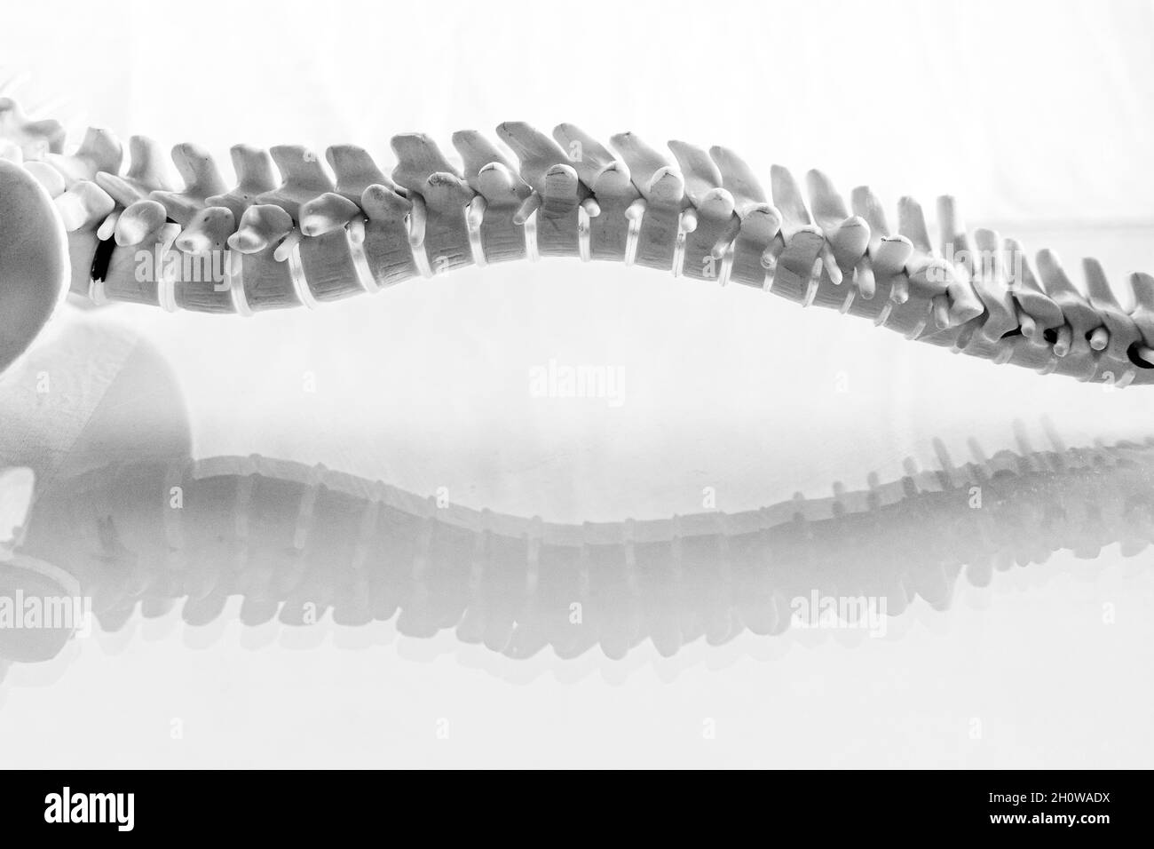 Human spines Black and White Stock Photos & Images - Alamy