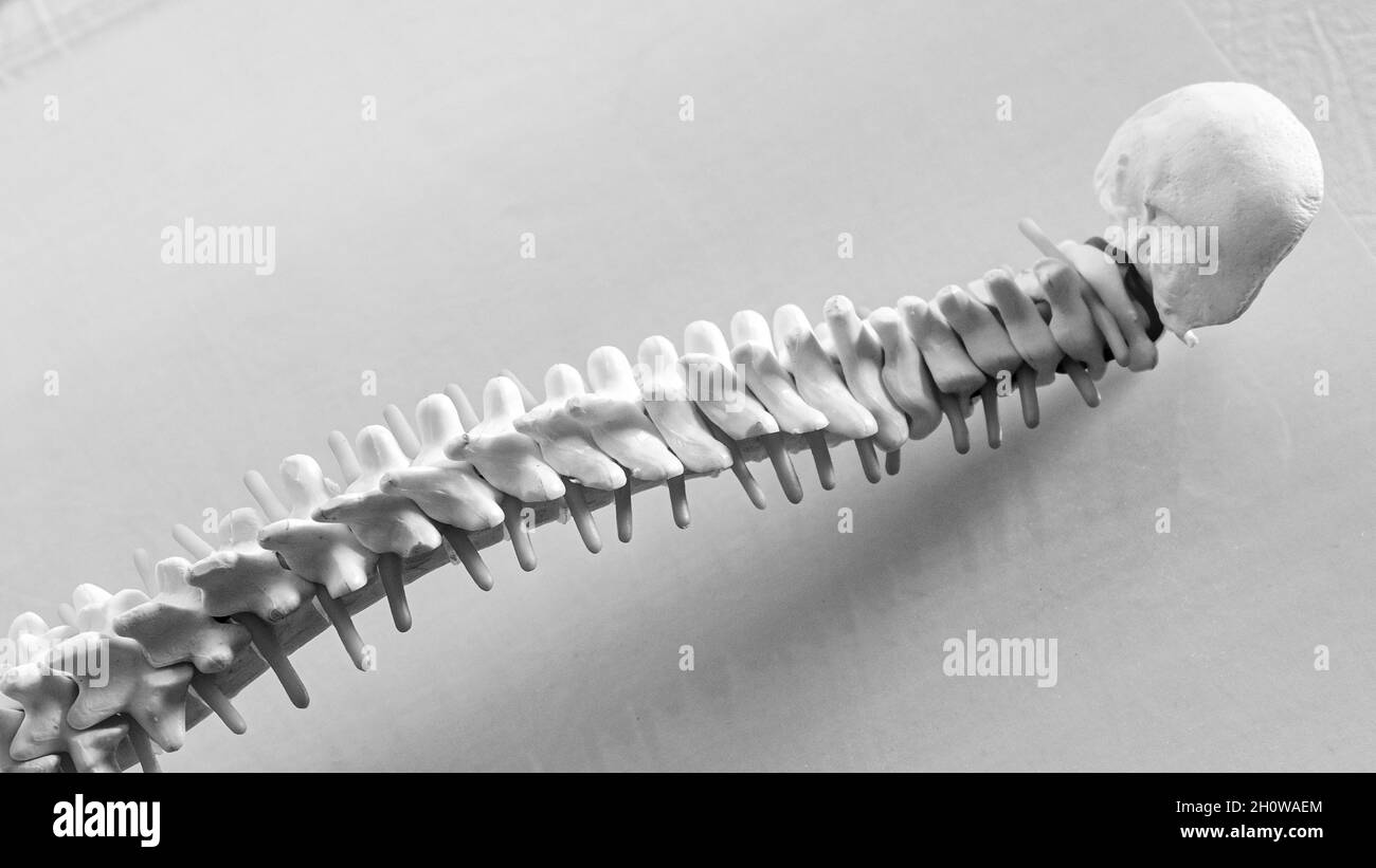 Human spinal cord pelvis model hi-res stock photography and images - Alamy
