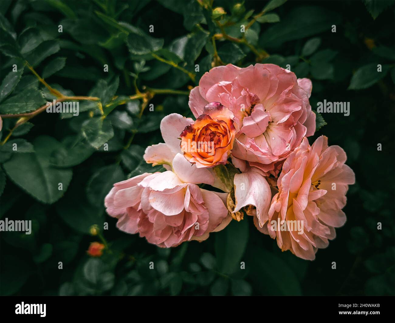 Pink Garden Roses in Atlanta Botanical Gardens Stock Photo - Alamy