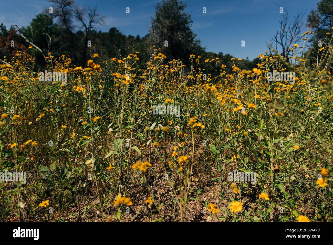 Yellow desert wildflowers growing in sunshine in Prescott Stock Photo ...
