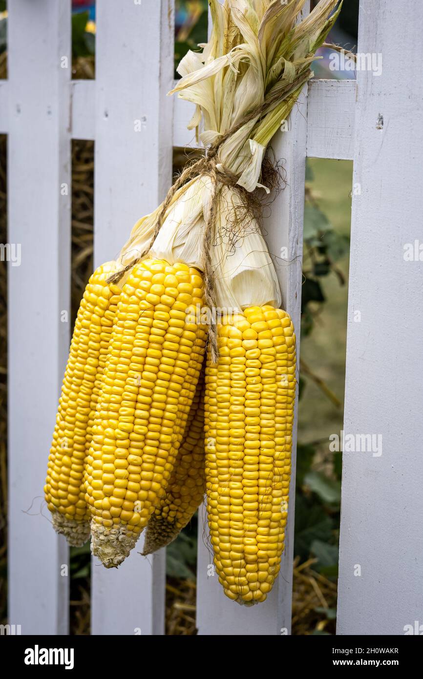 Fence fresh corn cobs hi-res stock photography and images - Alamy