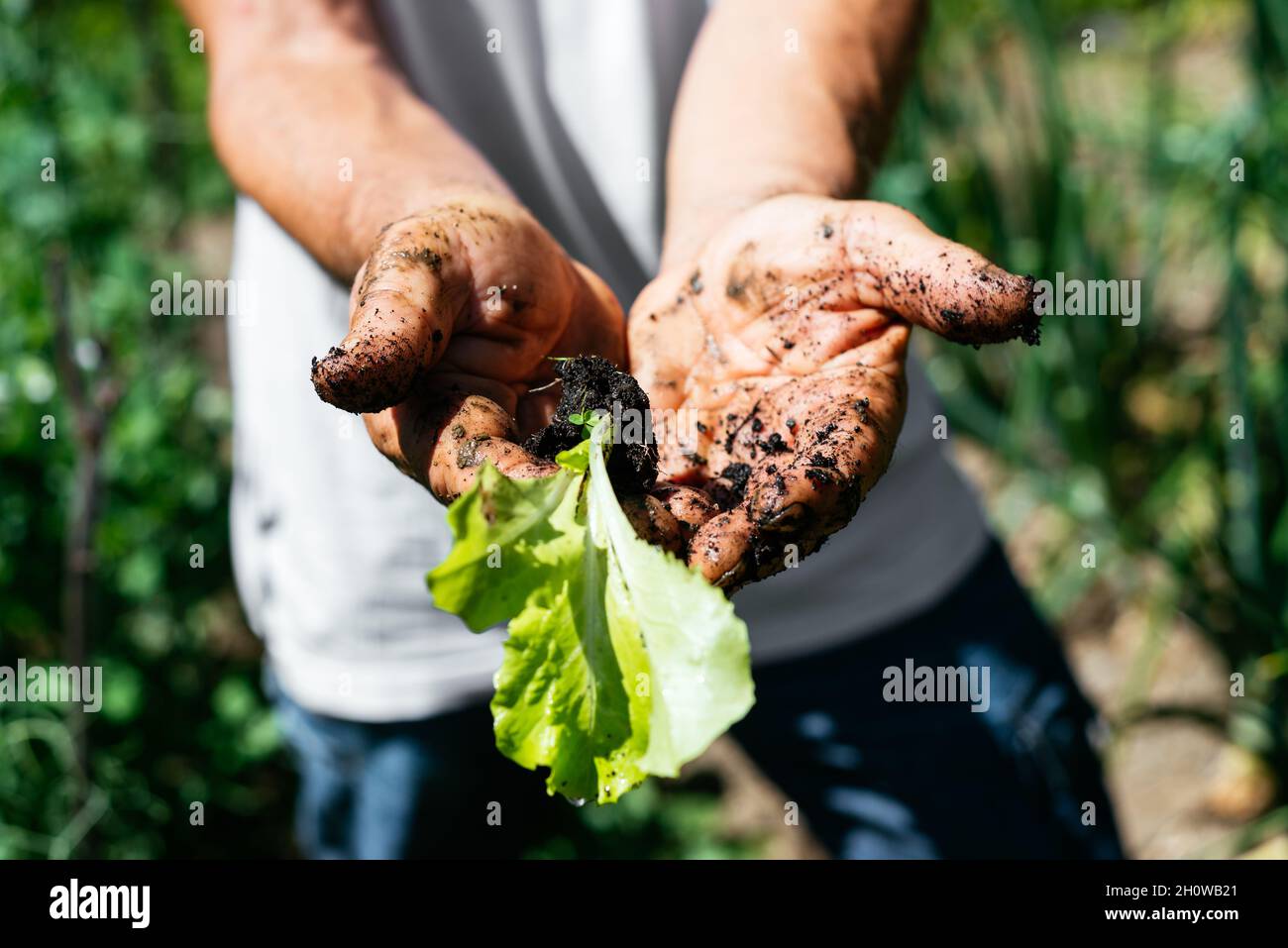 Crop Man Holding Fresh Seedling In A Garden Stock Photo - Alamy