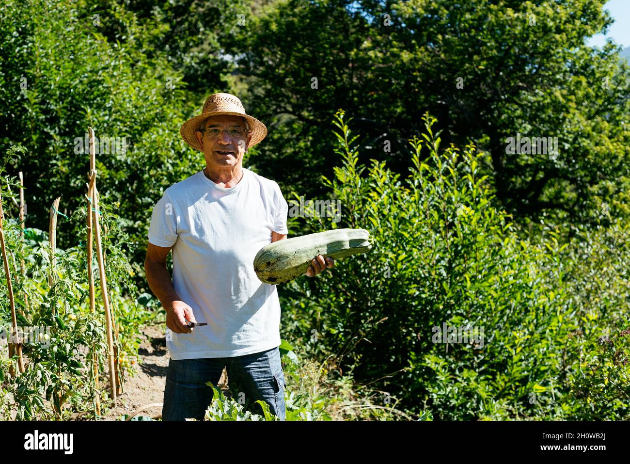 Man Collects Courgettes In His Vegetable Patch Stock Photo - Alamy