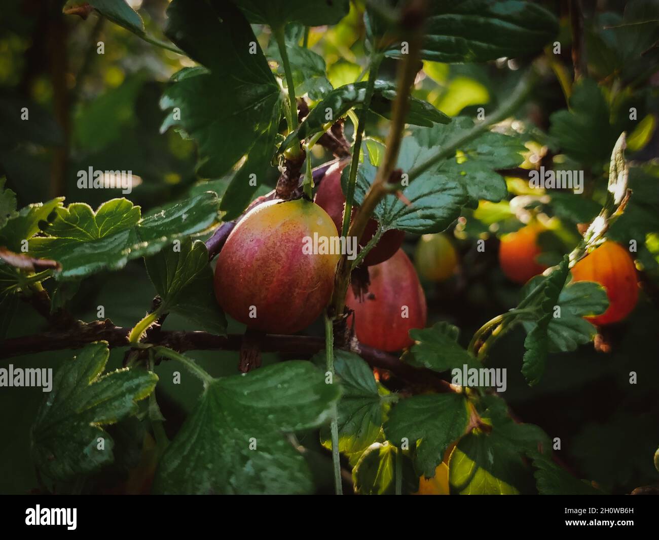 Fresh gooseberries on a branch of a bush in the garden closeup Stock ...