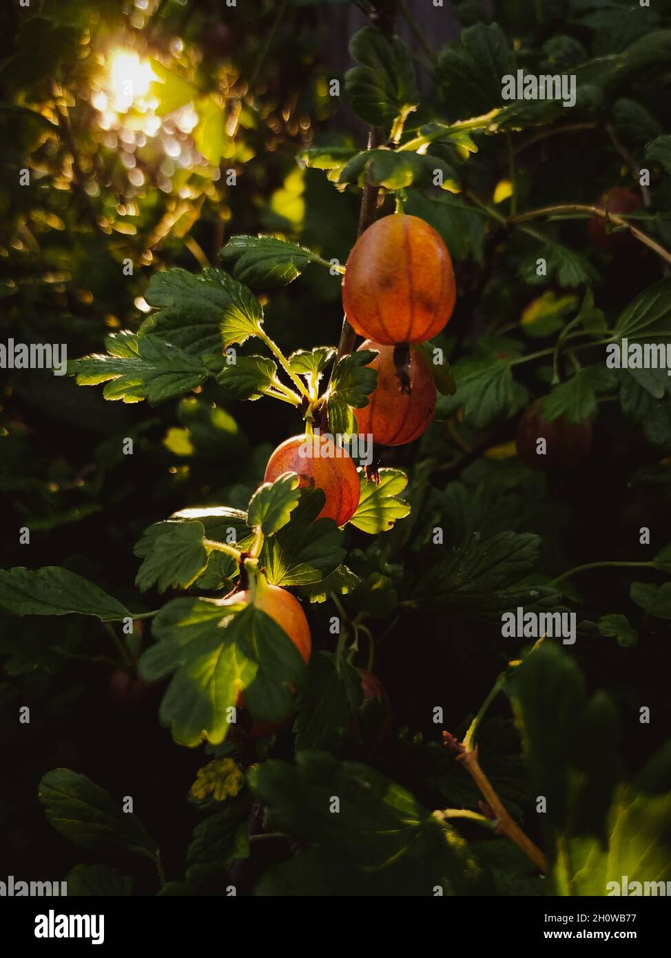 Gooseberry bush in ground hi-res stock photography and images - Alamy