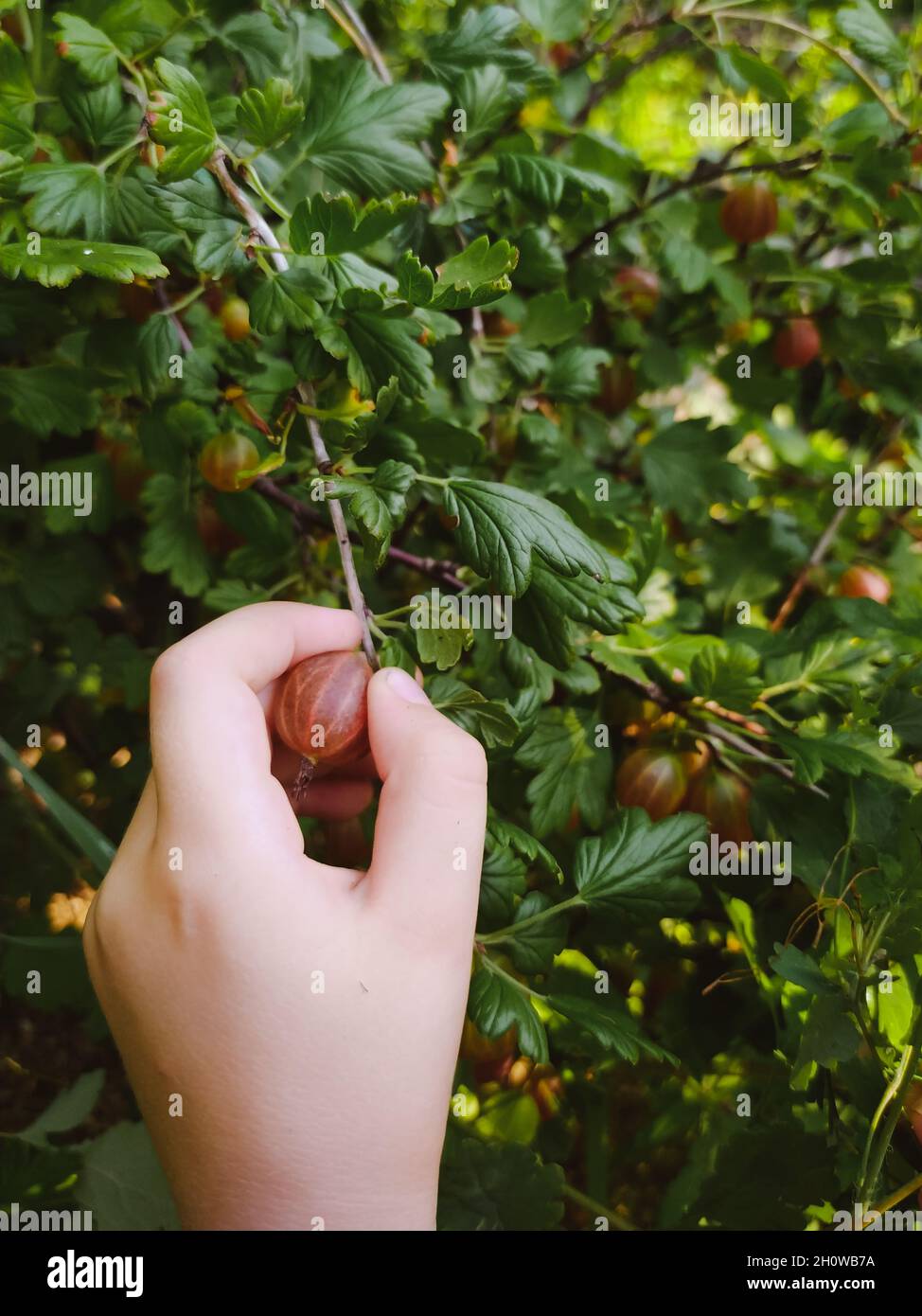 Hand picking a gooseberry from a branch in the garden closeup Stock ...
