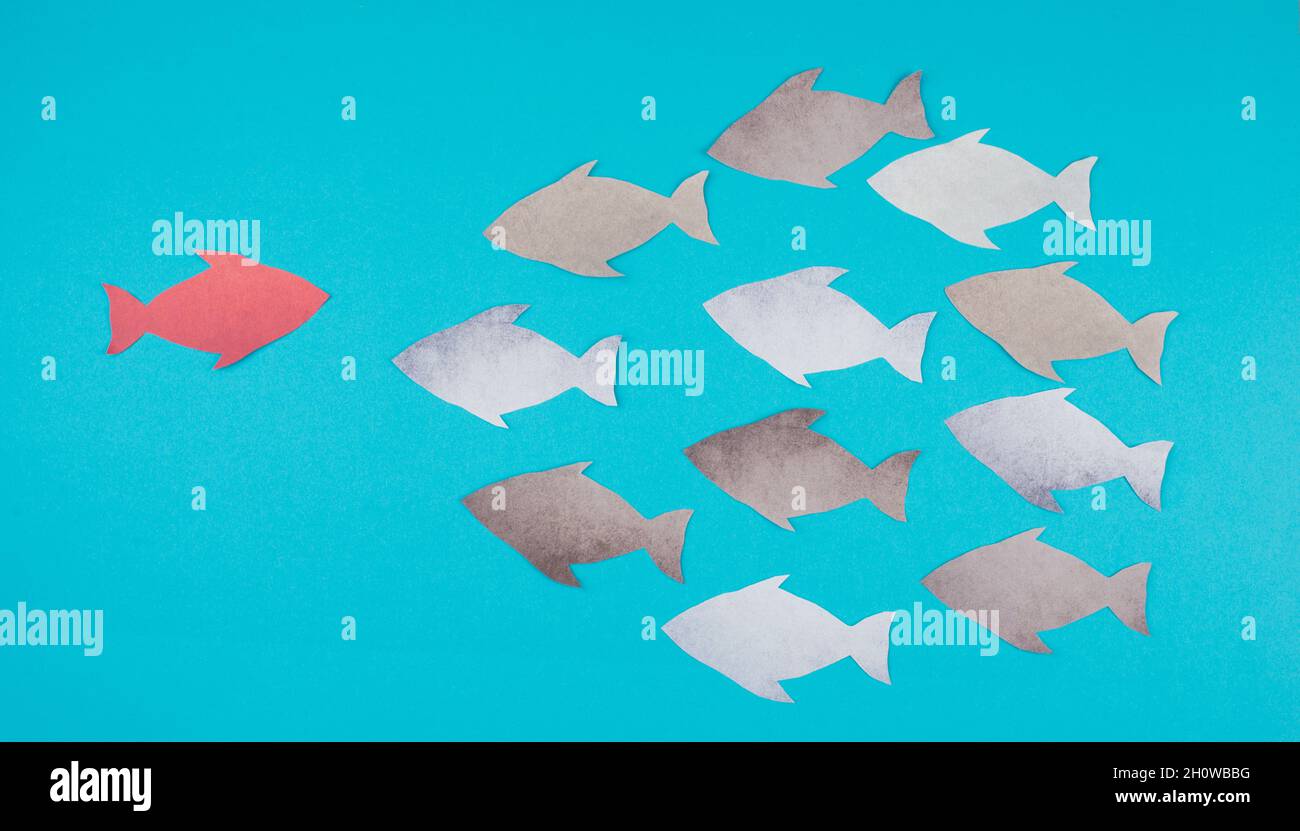 One red fish is swimming against the stream, opposite direction of the ...