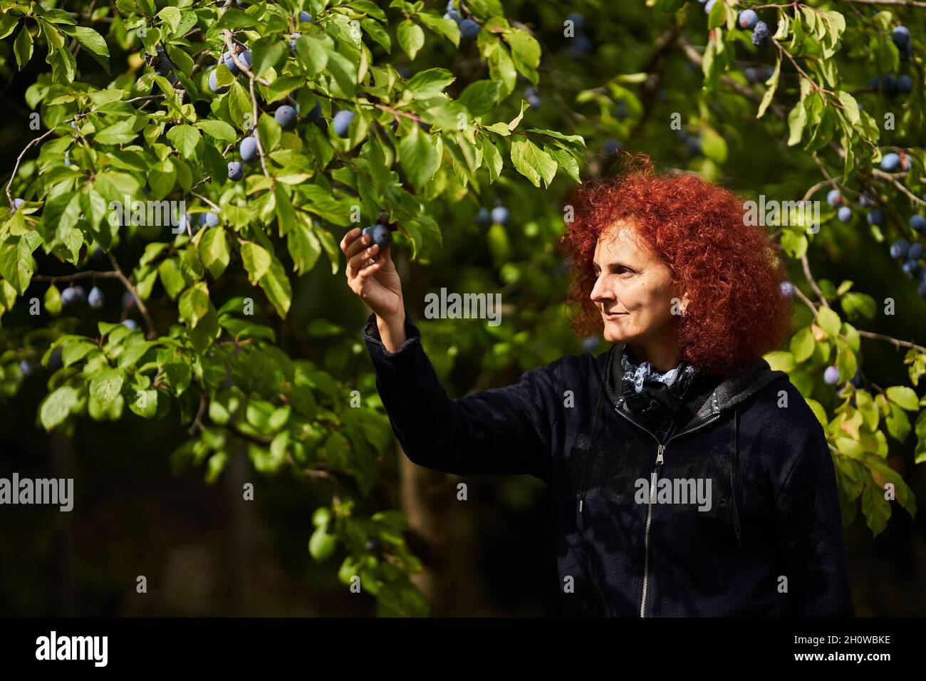 Woman picking plums hi-res stock photography and images - Alamy