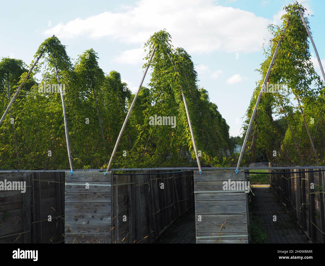 Plants growing on triangular columns Stock Photo - Alamy