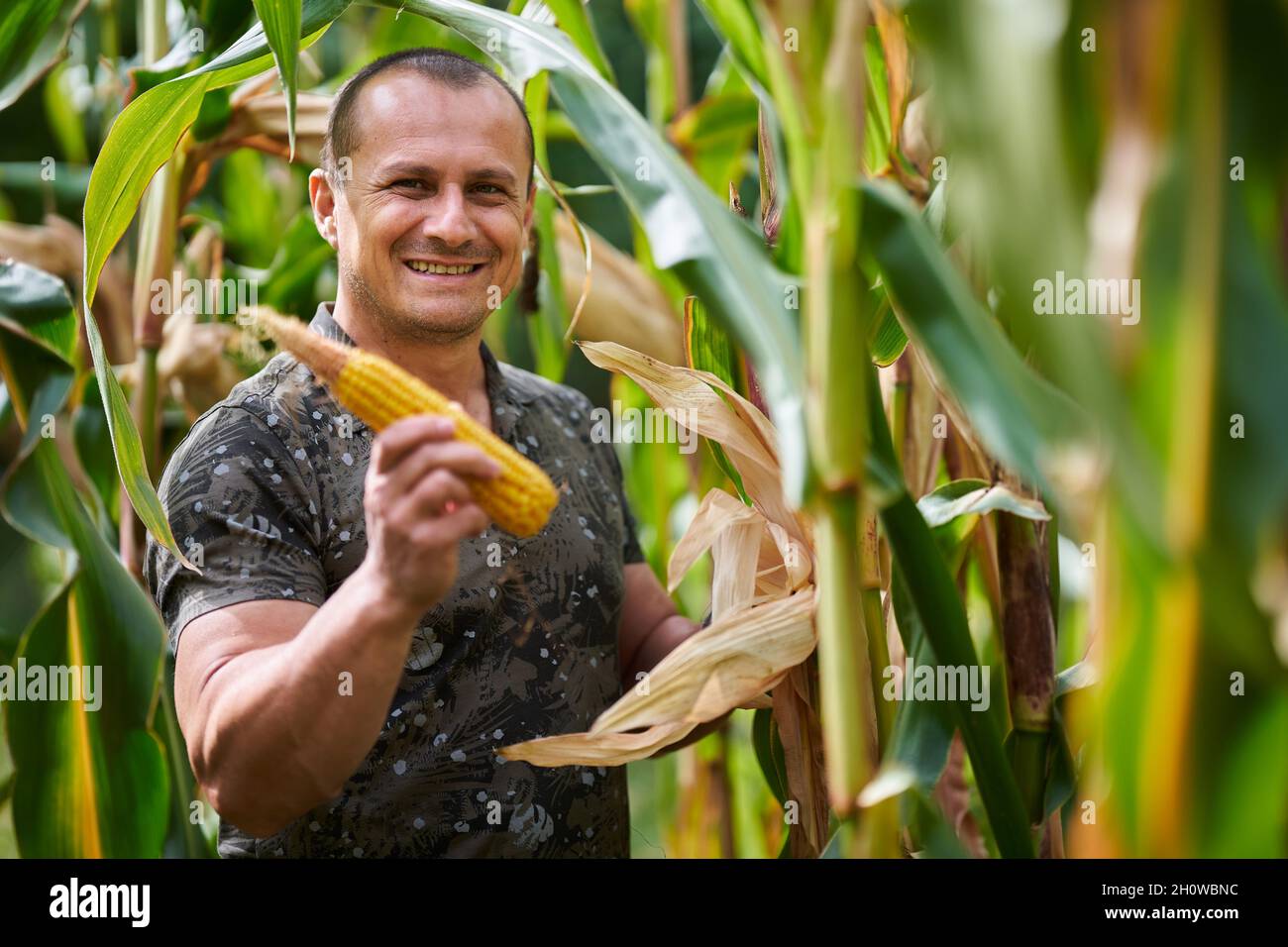 Farmer picking up corn cobs at harvest time Stock Photo - Alamy