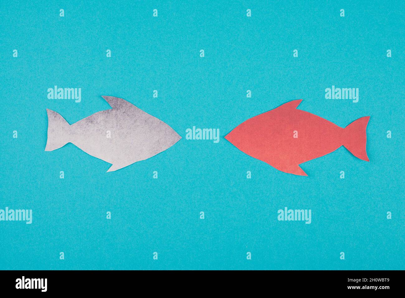 One red fish is swimming against the stream, opposite direction of the ...