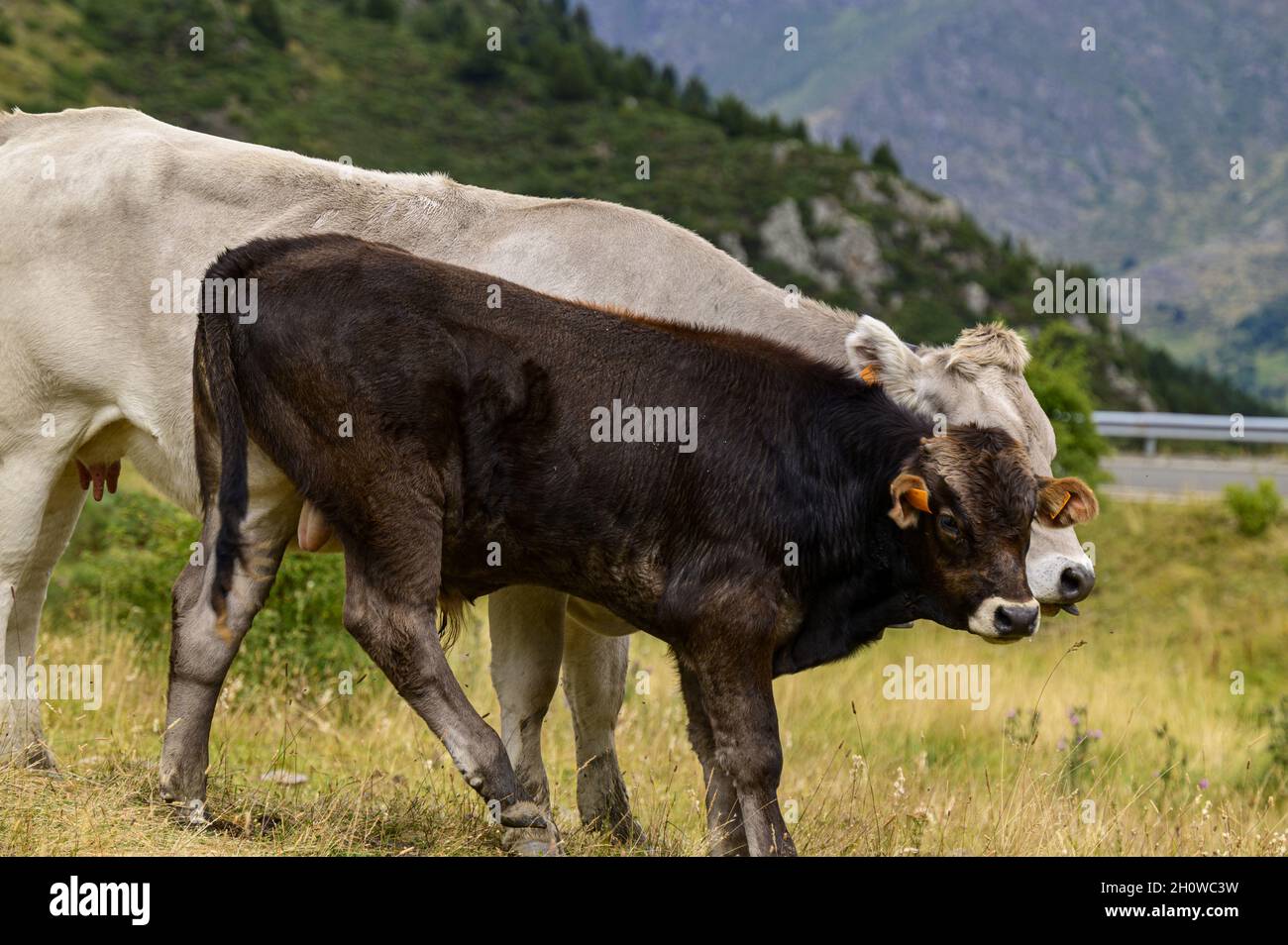 Beautiful shot two cows hi-res stock photography and images - Alamy
