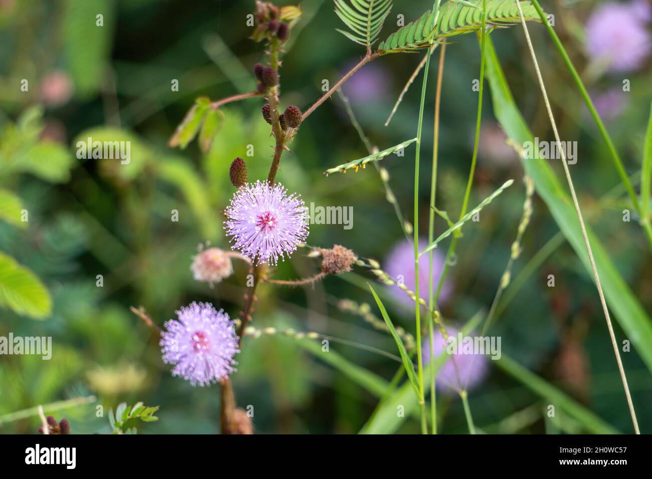 Beautiful purple Mimosa pudica also known as Shameplant in the garden ...
