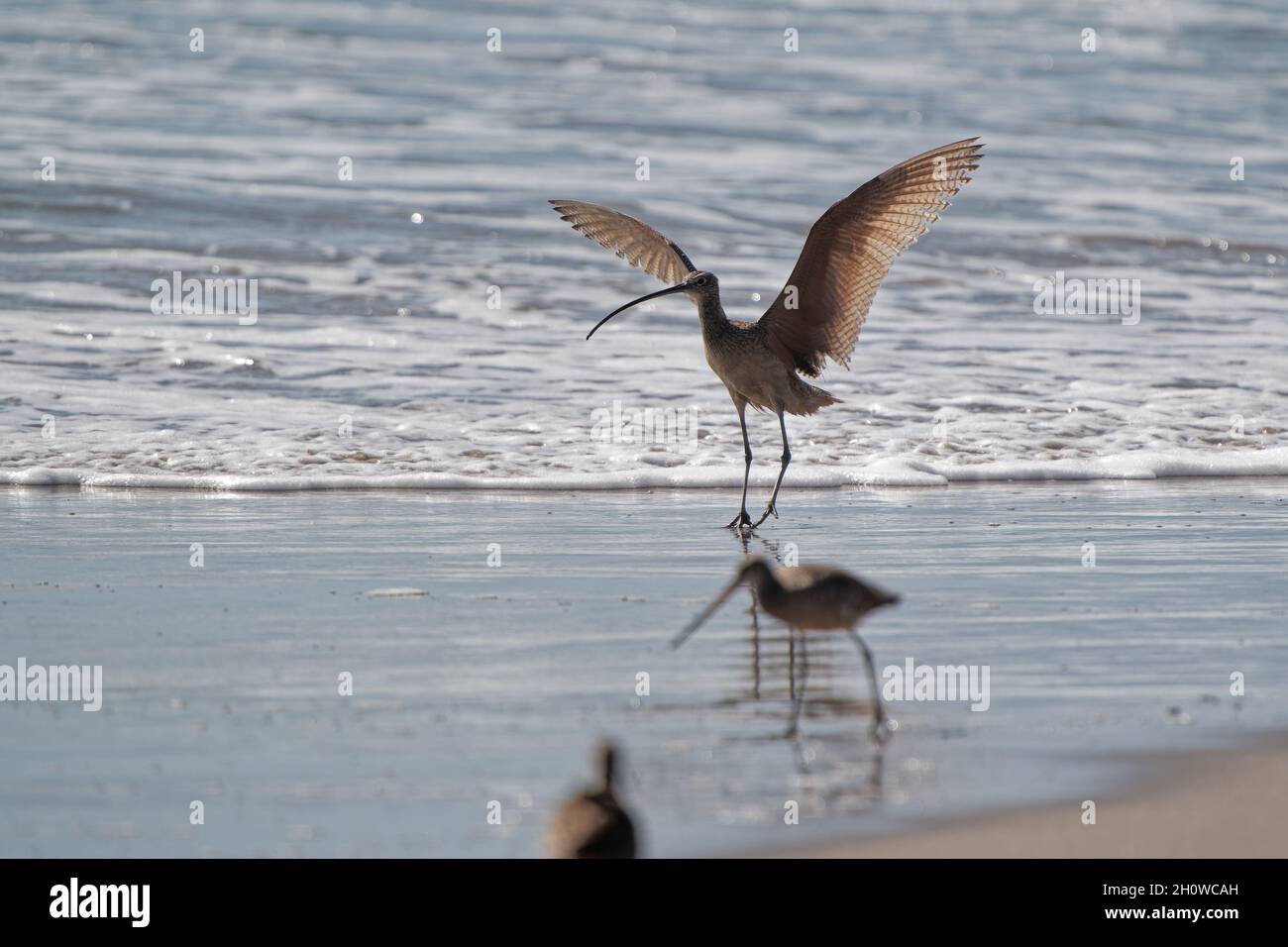 Horizontal shot of a shorebird flying from the coast Stock Photo - Alamy