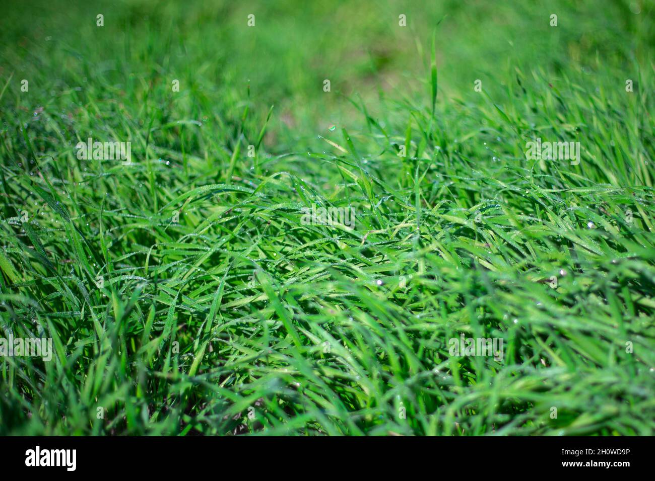Blurred background of green grass with dew on a summer morning. Texture, template for text Stock ...