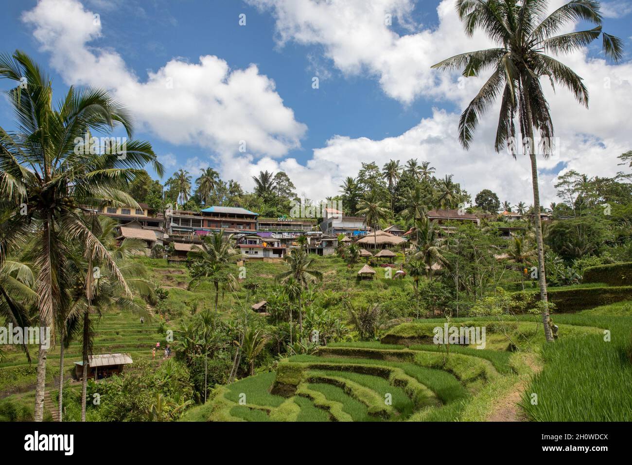 Rice paddy fields in Bali with palm trees Stock Photo - Alamy