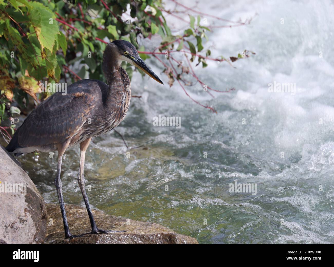Wading bird standing on the rocky stone and looking at the foamy water ...
