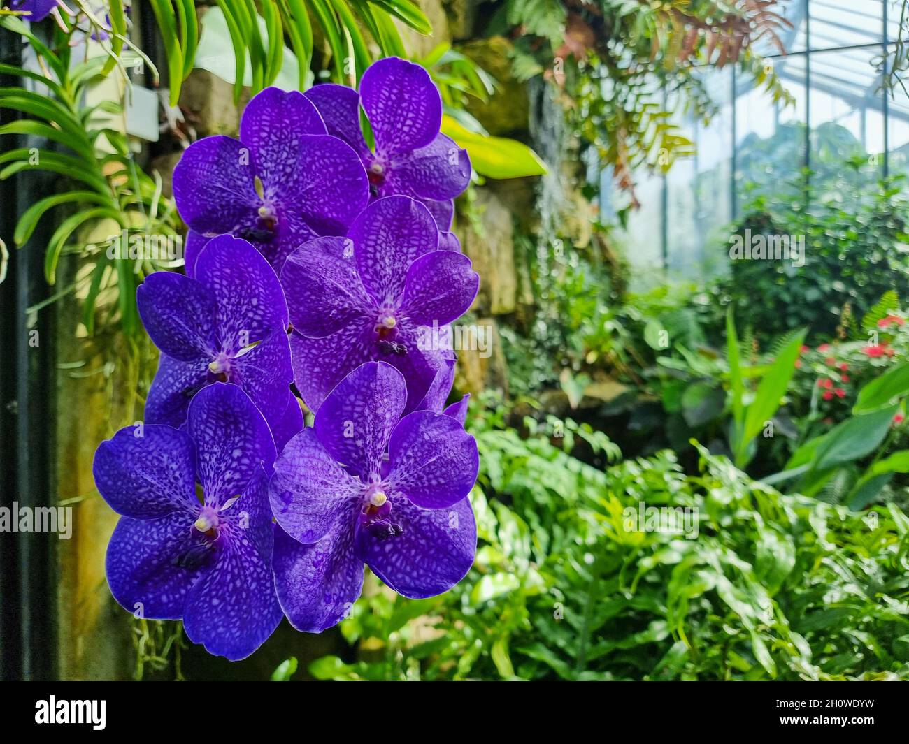 Selective focus of Wanda flowers in a tropical garden Stock Photo - Alamy