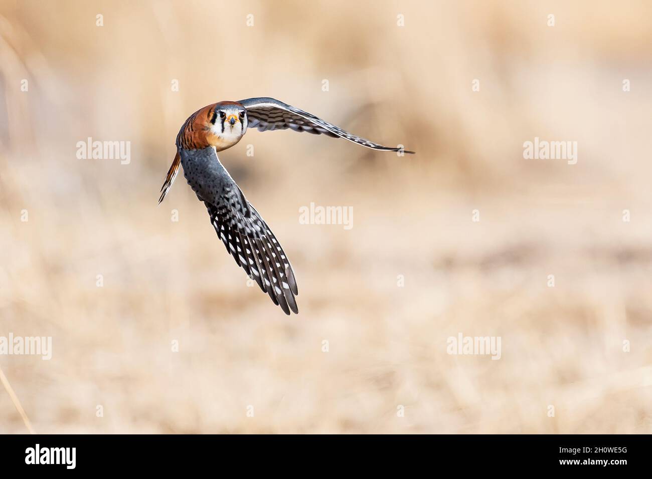 Male American kestrel in flight Stock Photo - Alamy