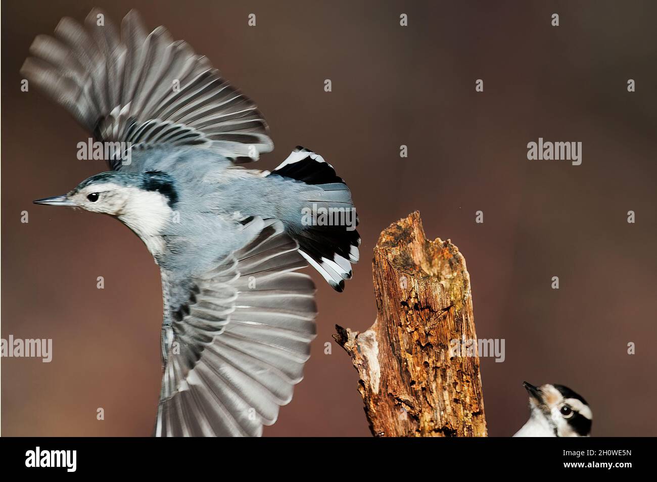 Close up white birds hi-res stock photography and images - Alamy