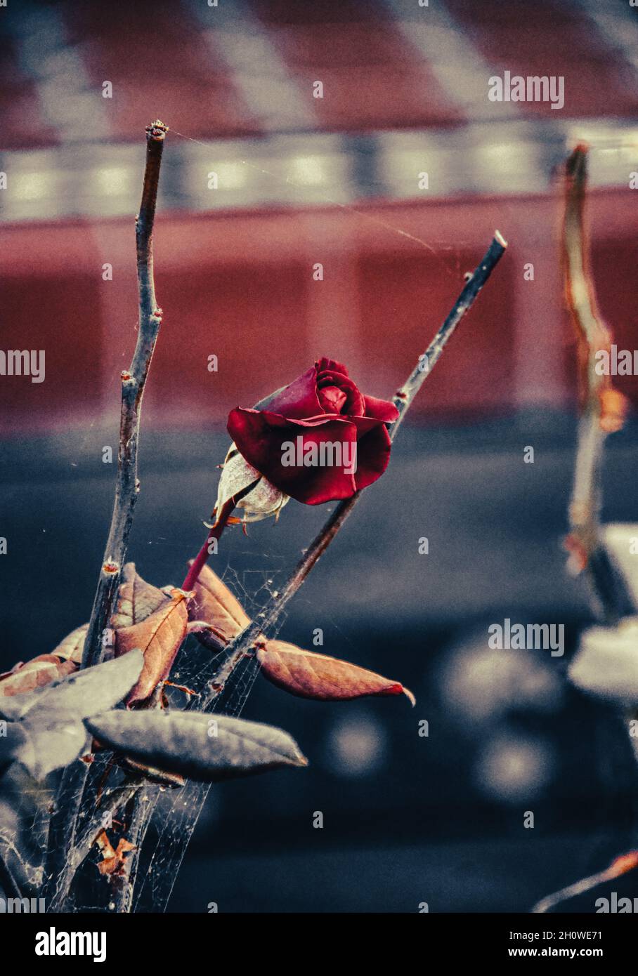 Closeup of a drying red rose in the blurred background Stock Photo - Alamy