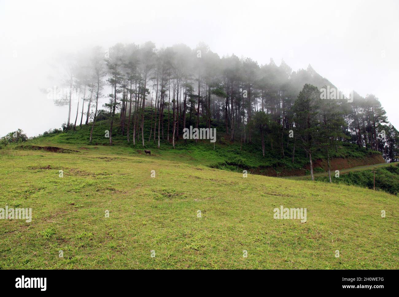 A copse of trees in low clouds on a small hill at Puncak Lawang in West ...