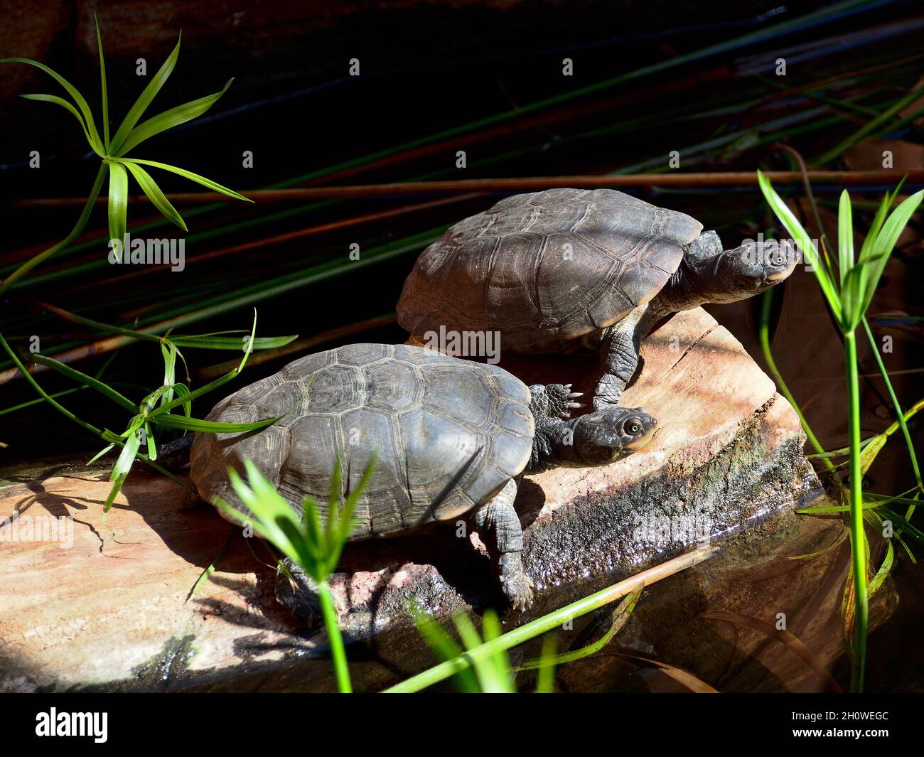 Closeup shot of two swamp turtles on a wooden surface Stock Photo - Alamy