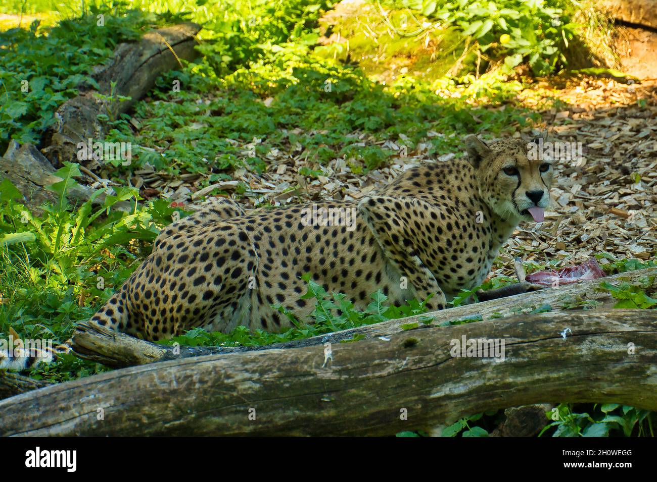 Closeup shot of a predatory cheetah in the forest on a sunny day Stock ...