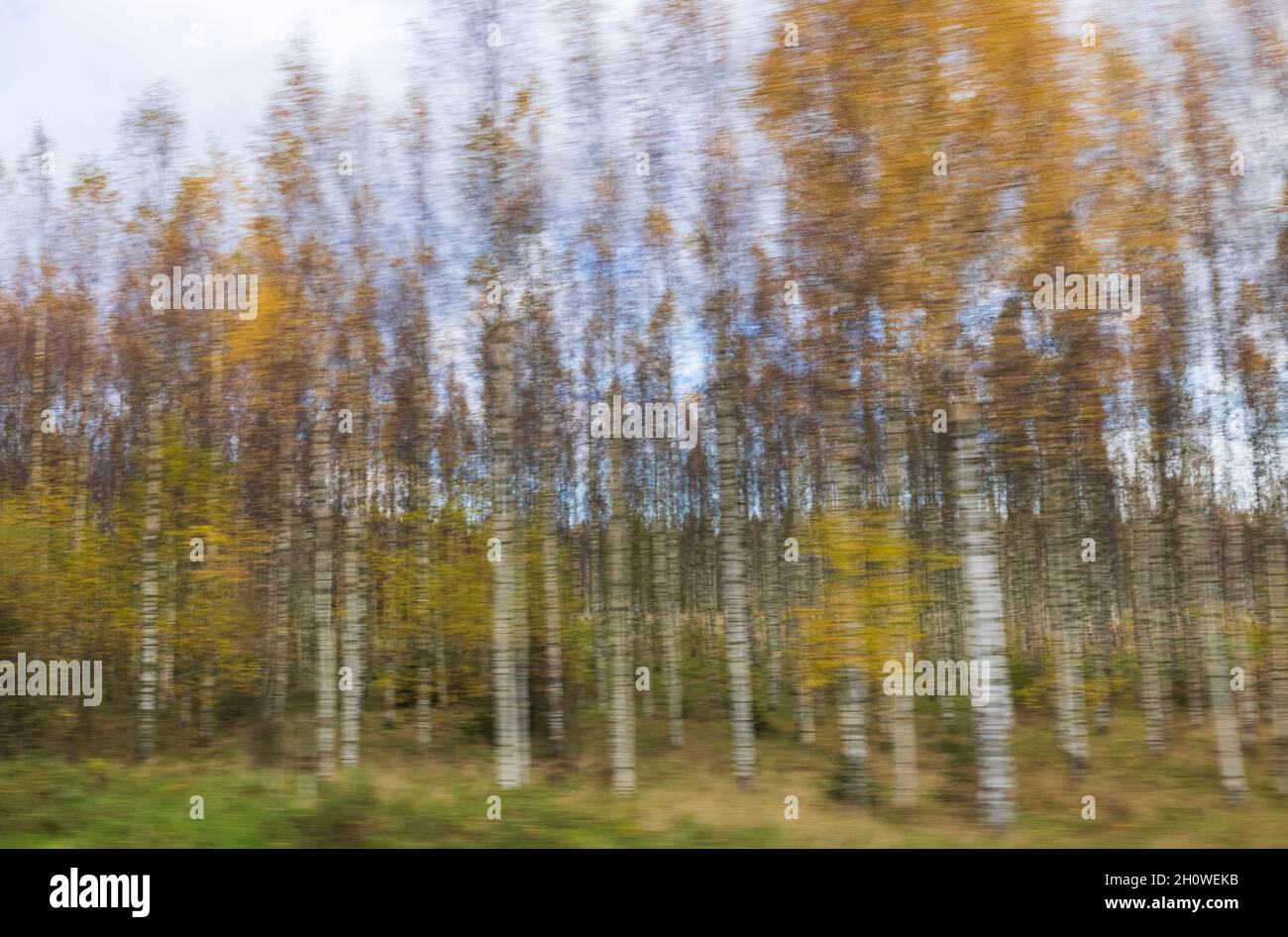 Beautifull blurry view of yellow forest trees on pale blue sky ...